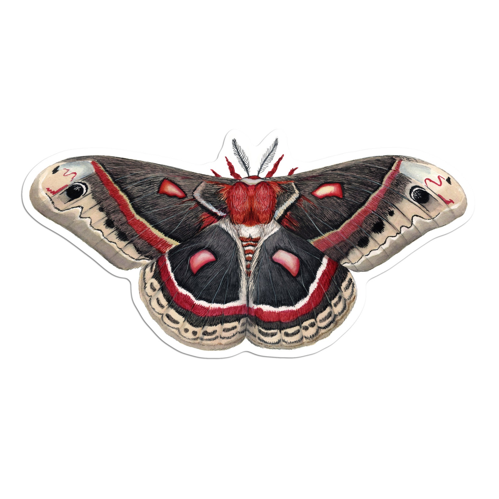 Cecropia Moth Vinyl Sticker - Etsy