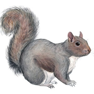 Gray Squirrel (original Watercolor) - Etsy