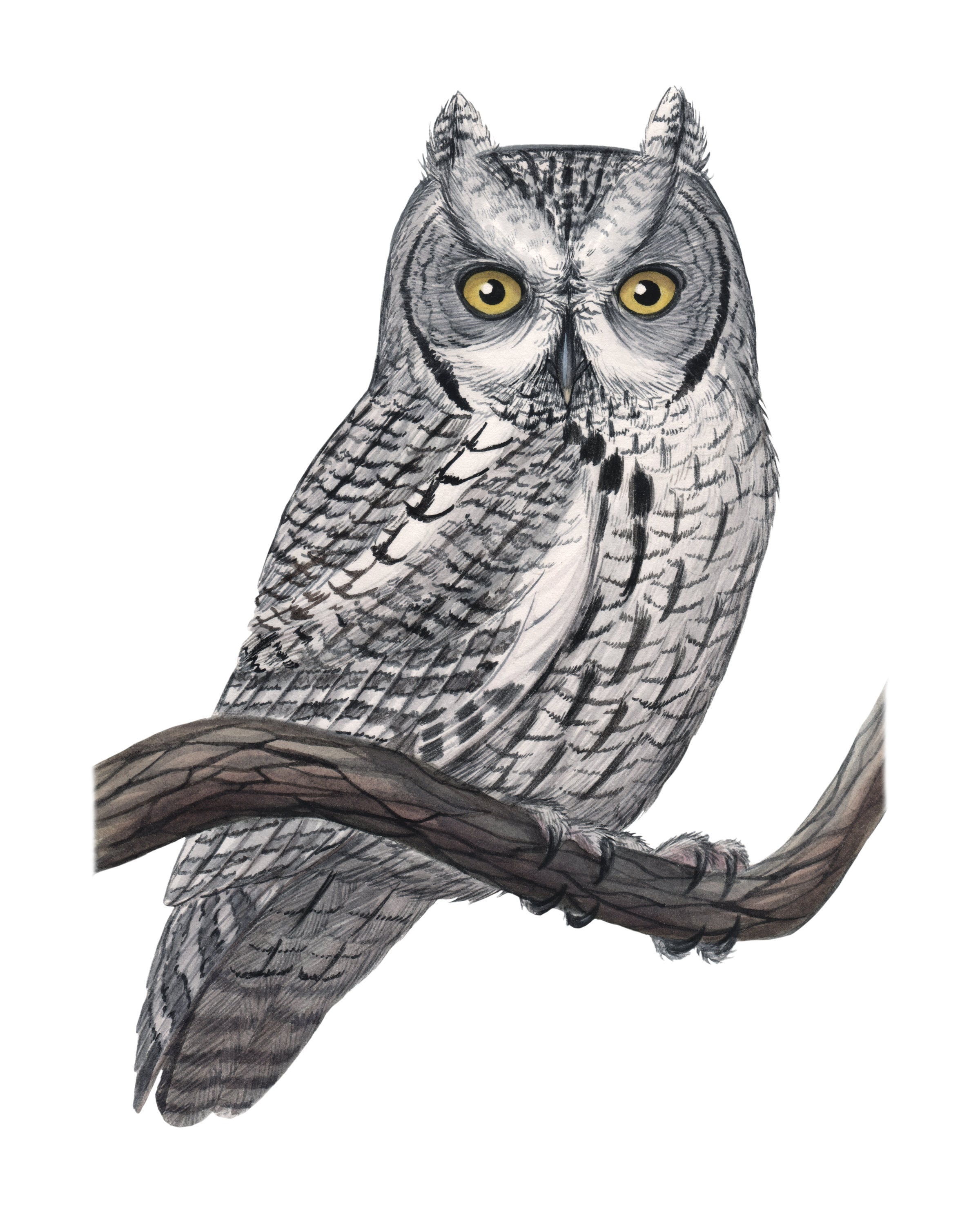 Western Screech Owl Drawing