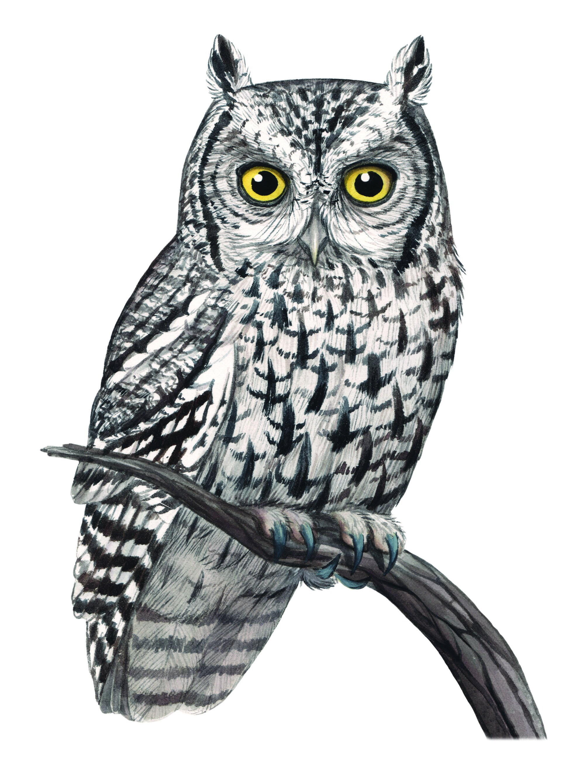 Screech Owl Drawing