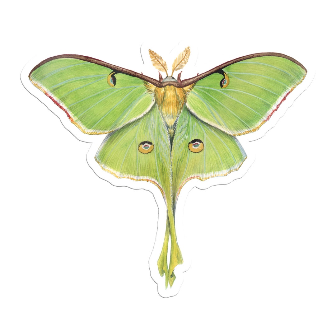 Luna Moth Vinyl Sticker - Etsy