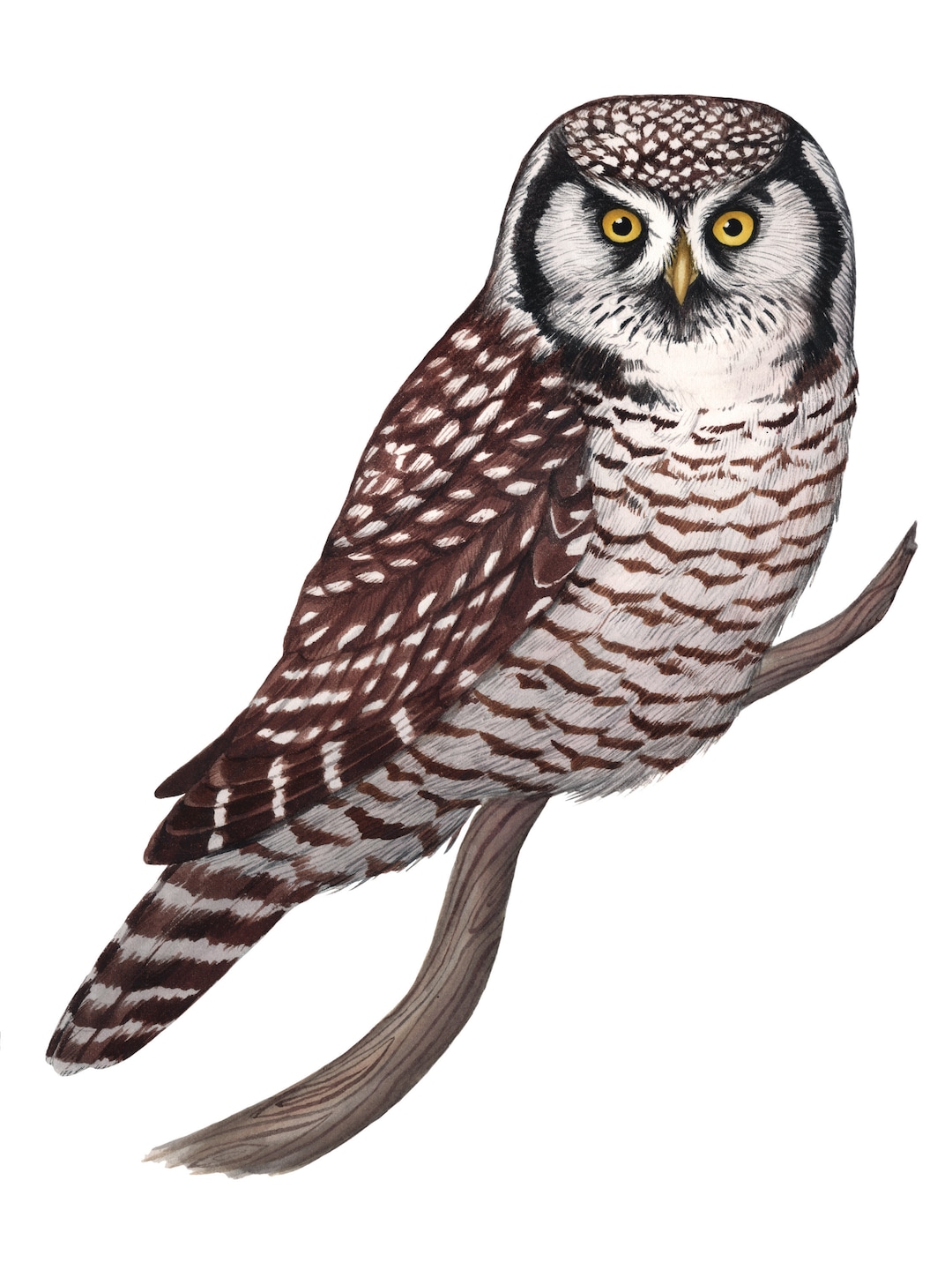 Northern Hawk Owl (original Watercolor) - Etsy