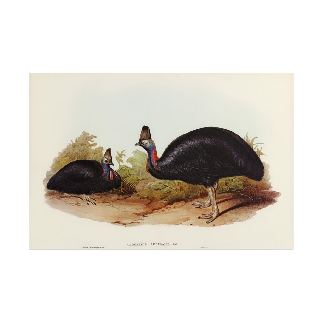 Vintage Cassowary Fine Art Print. Multiple Sizes & Paper Choices. - Etsy