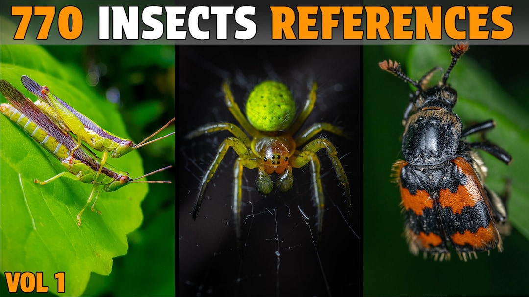 770 Insects Photo Reference - Volume 1 - Etsy