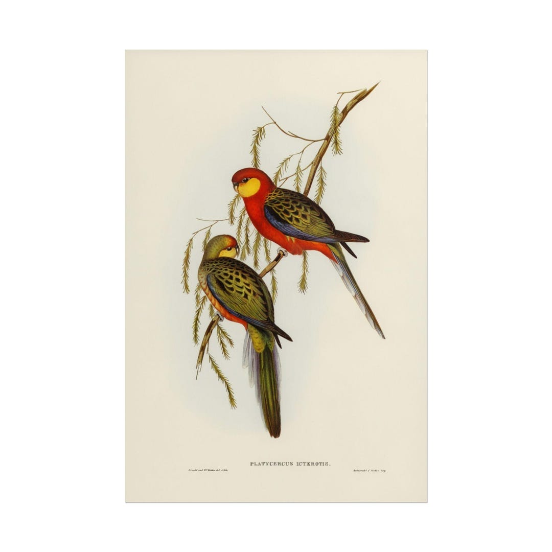 Vintage Rosella Fine Art Print. Multiple Sizes & Paper Choices. - Etsy