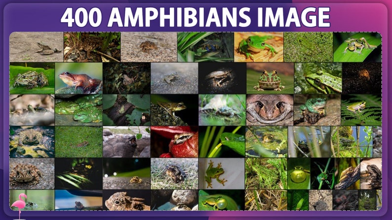 400 Amphibians and Reptile Photo Reference Pack - Etsy