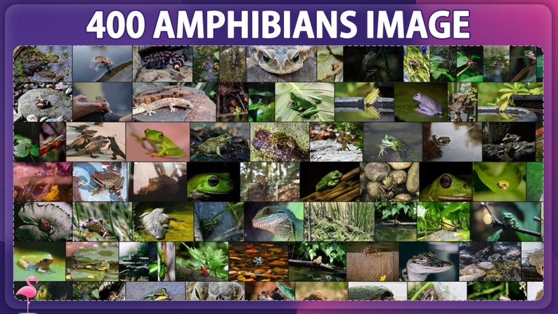 400 Amphibians and Reptile Photo Reference Pack - Etsy