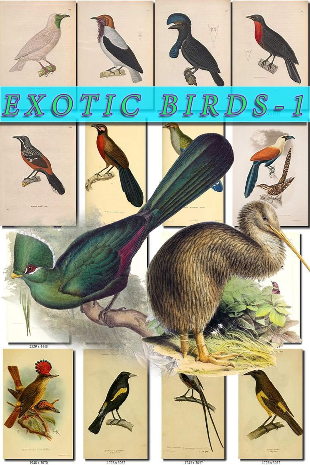 EXOTIC BIRDS-1 Collection of 196 Vintage Images. Rare, Extinct, and ...