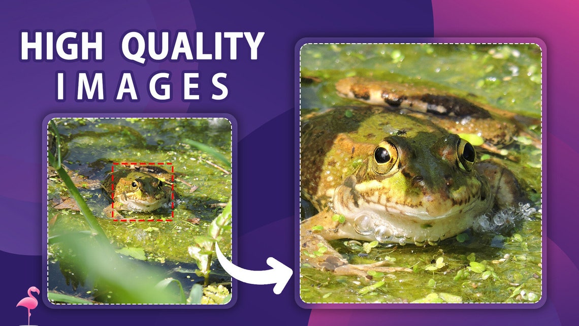 400 Amphibians and Reptile Photo Reference Pack - Etsy