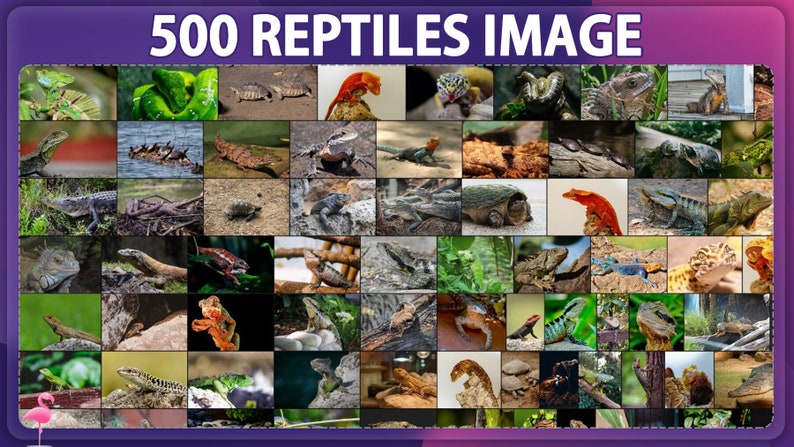 500 Reptile Photograph Reference Pack (high Quality Photos) - Etsy
