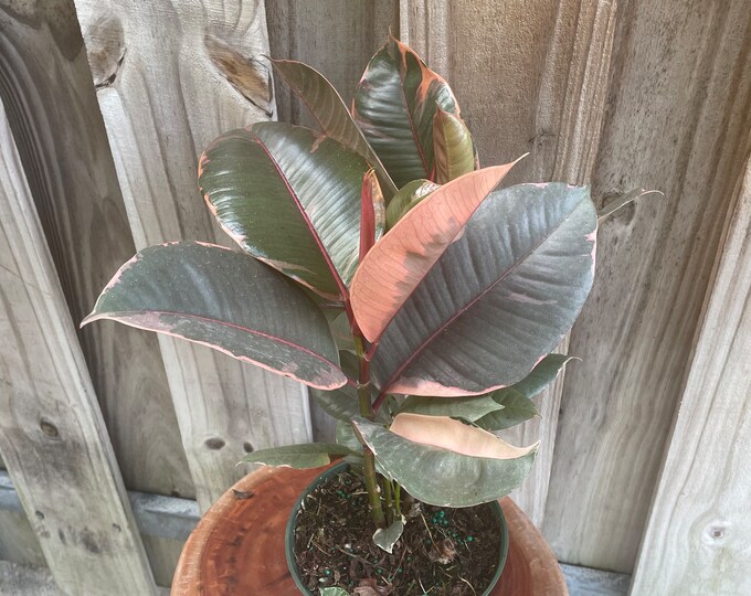 Ficus Ruby Rubber Tree 6in Pot - Etsy