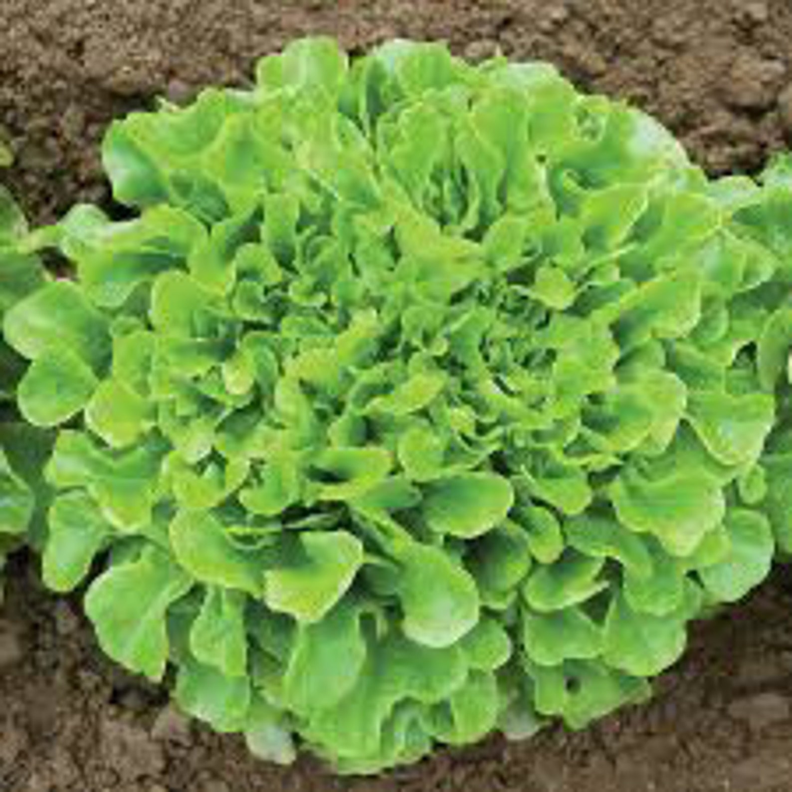 Lettuce Green Oakleaf Seeds - Etsy