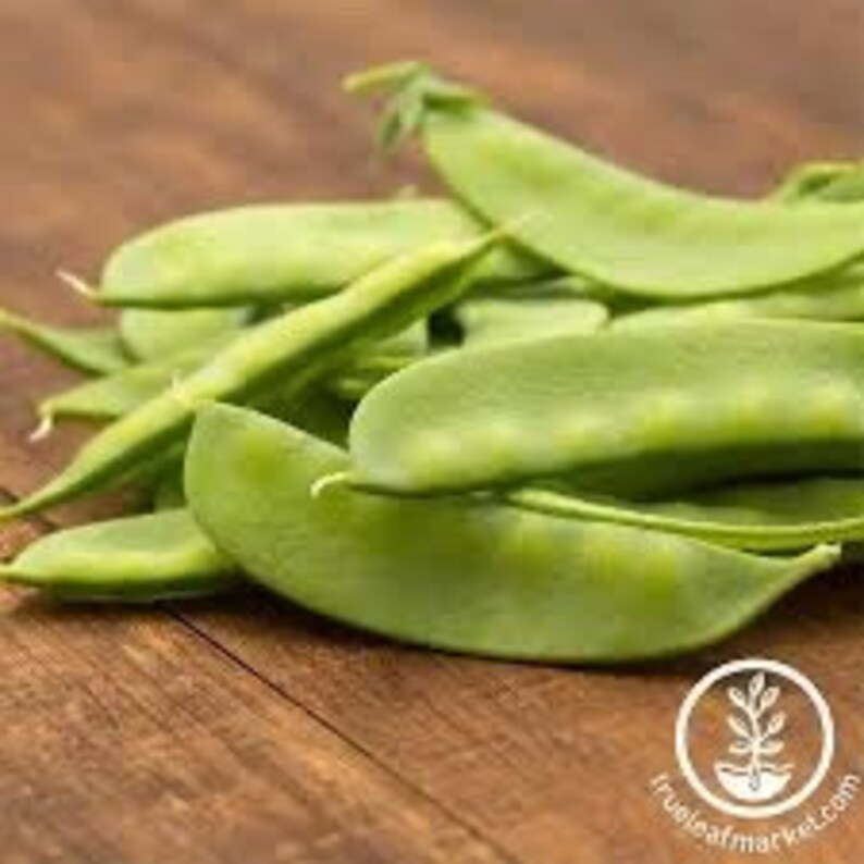 Pea -dwarf Grey Sugar Pod Seeds - Etsy