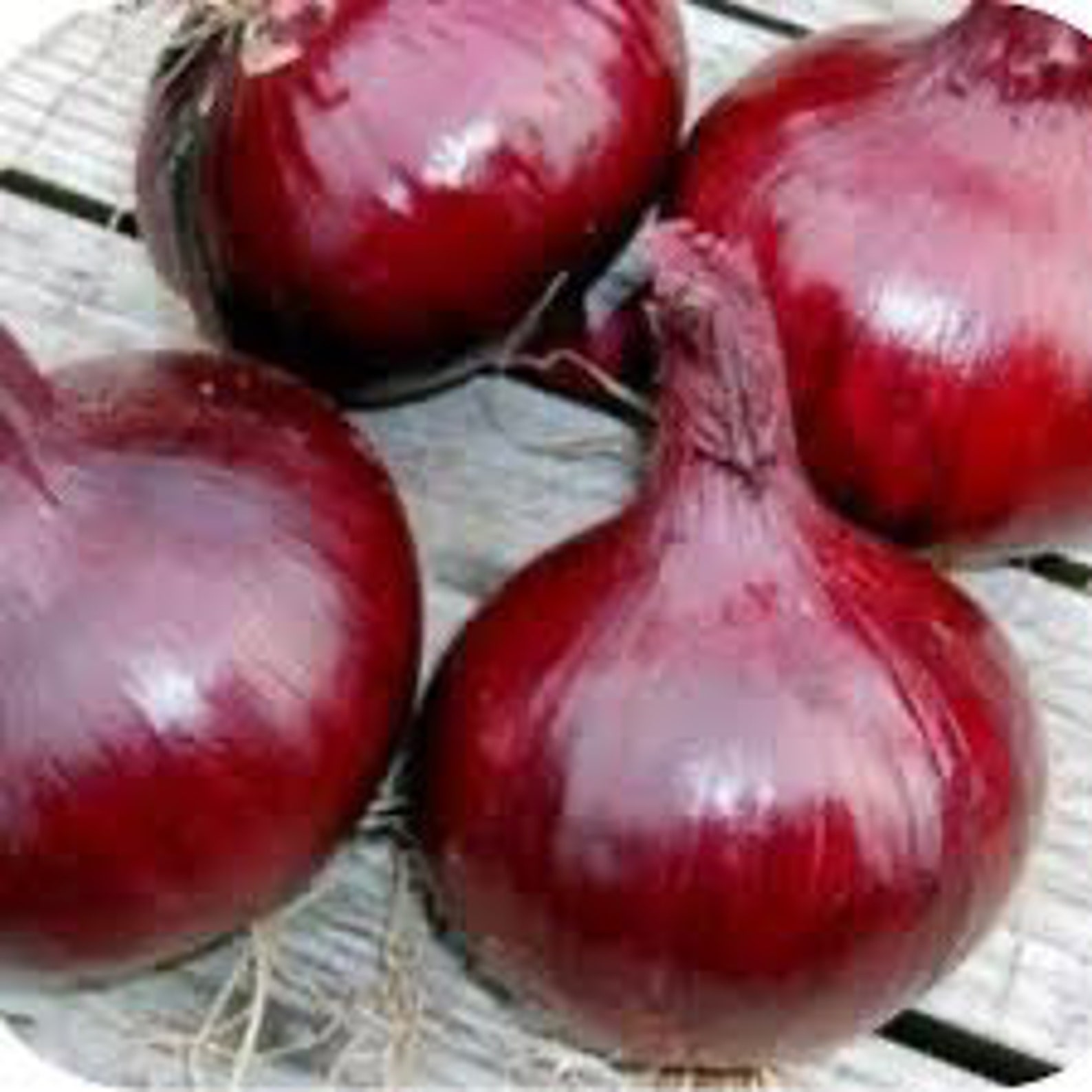 Onion Red Grano Seeds - Etsy