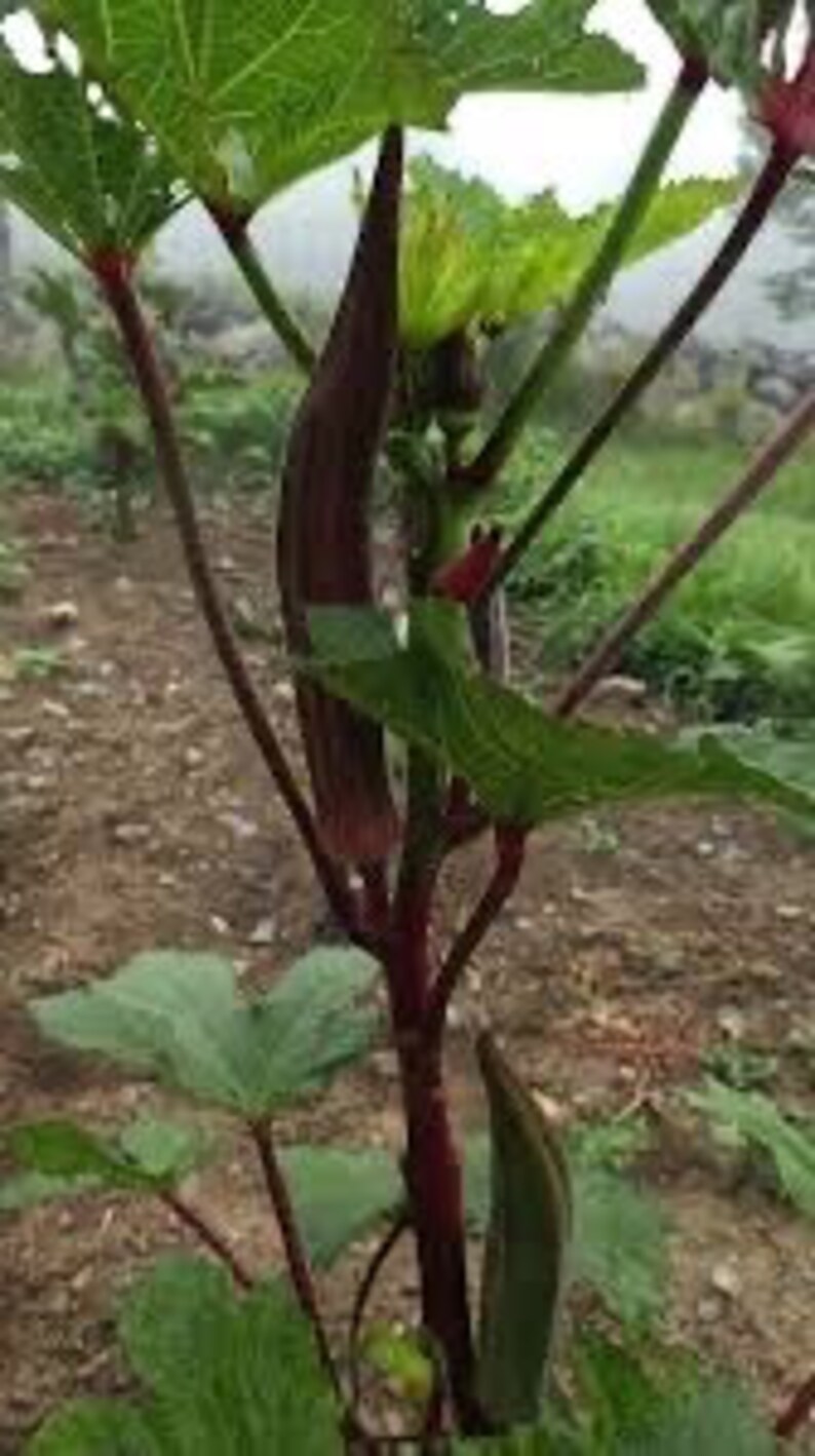 Okra Red Burgundy Seeds - Etsy