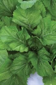 Mustard Florida Broadleaf Seed - Etsy