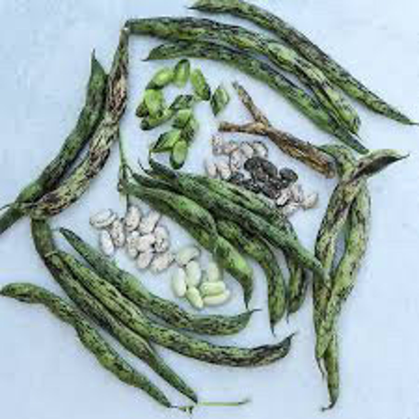 Beans Pole Rattlesnake Seeds - Etsy