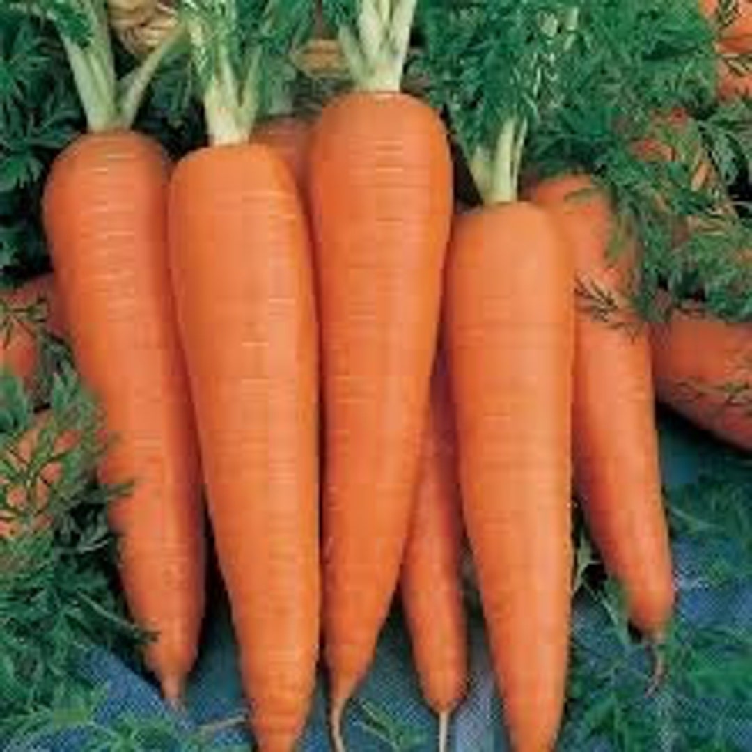 Carrots Danvers 126 Seeds - Etsy