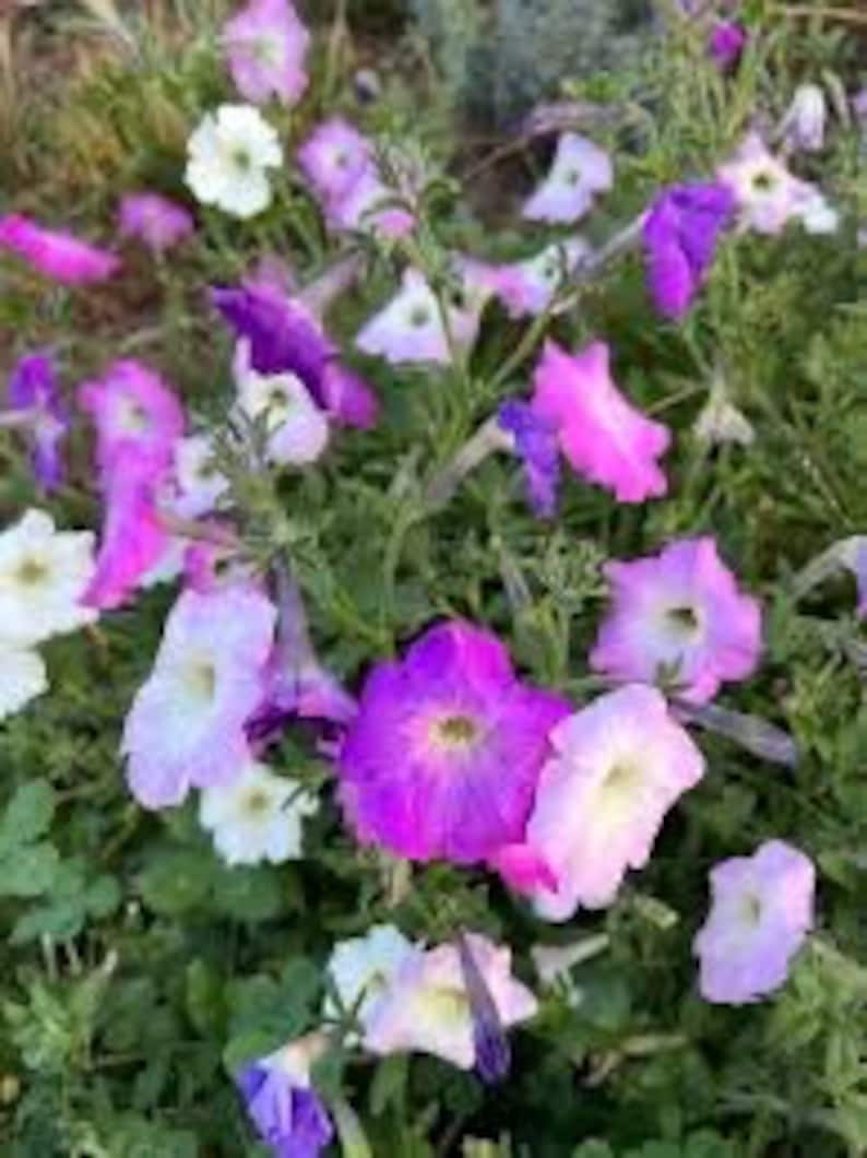 Petunias-old Fashioned Vining Flower Seeds - Etsy