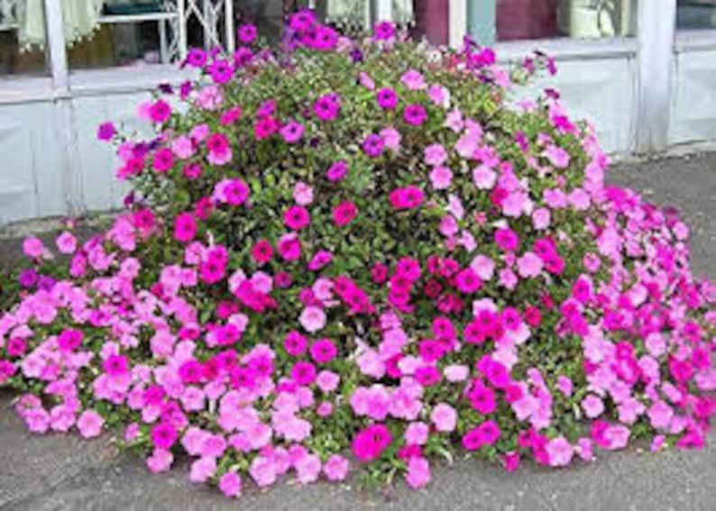 Petunias-old Fashioned Vining Flower Seeds - Etsy