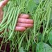 Beans Bush Strike Seeds - Etsy