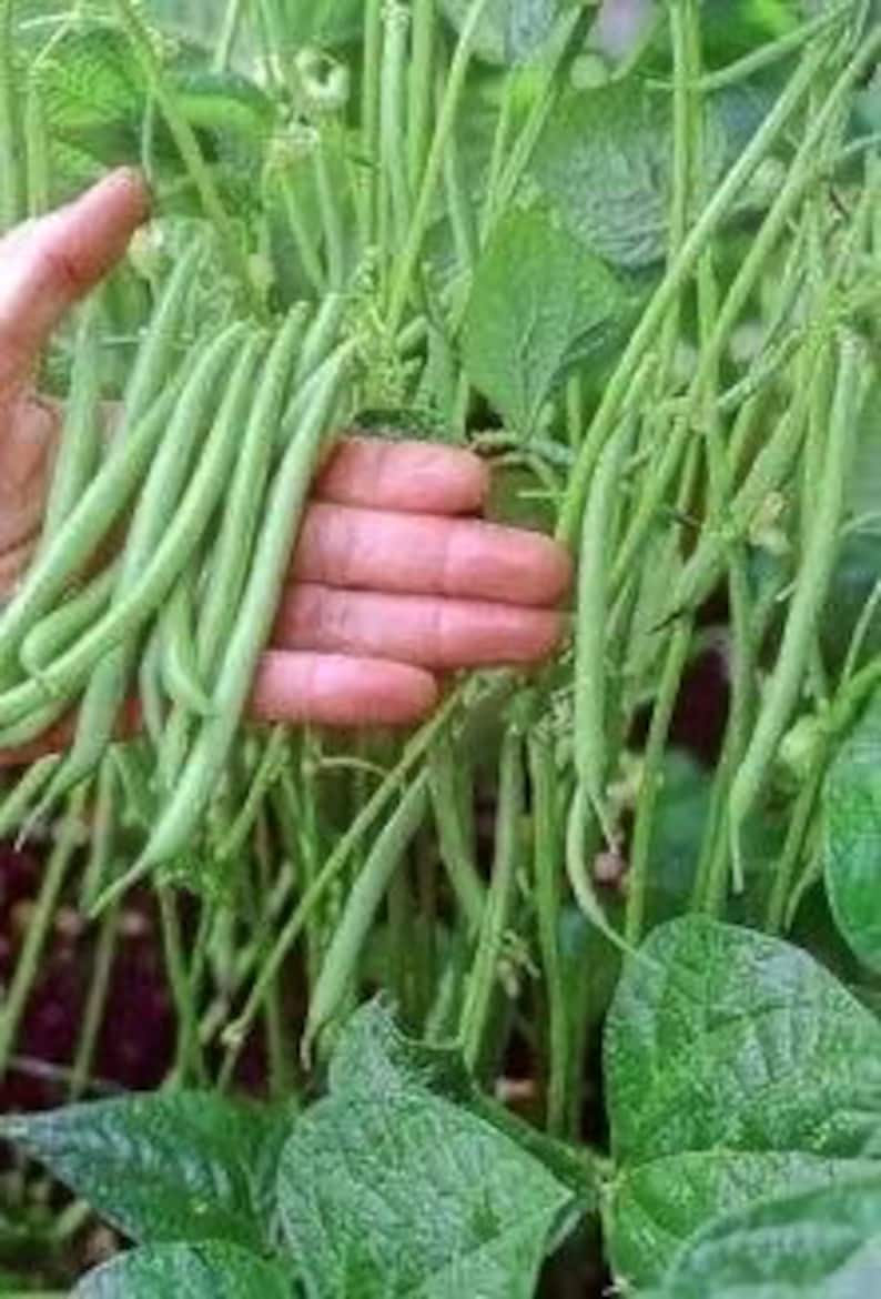 Beans Bush Strike Seeds - Etsy