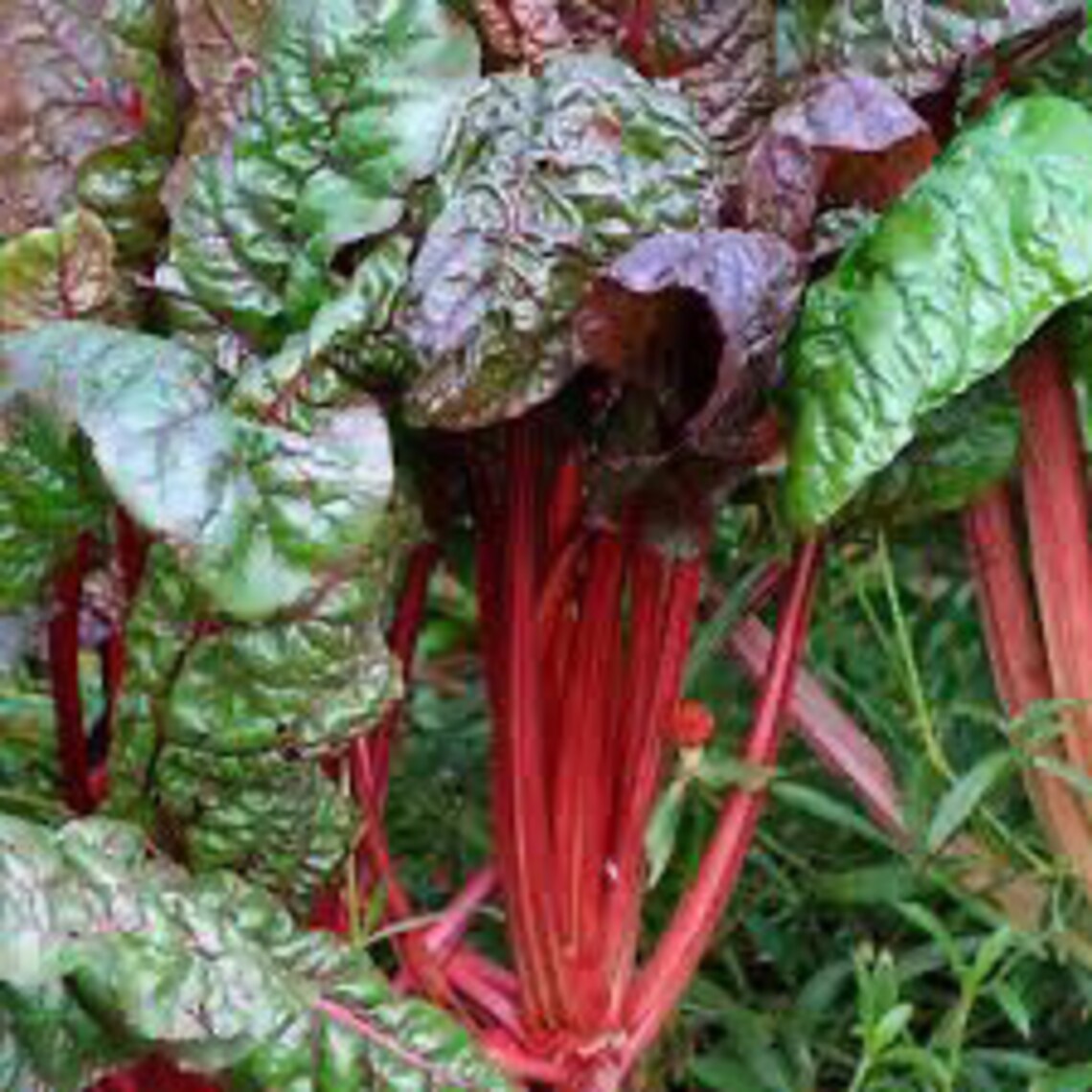 Swiss Chard- Ruby Red Seeds - Etsy