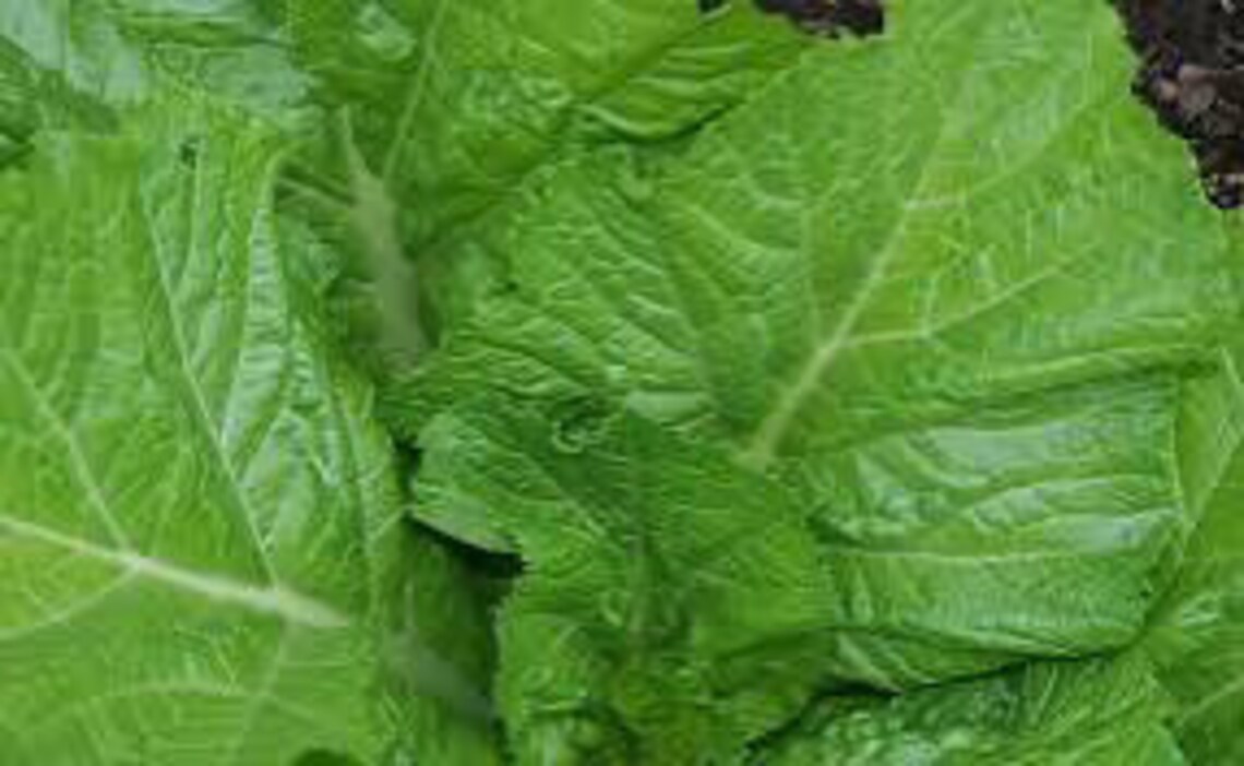 Mustard Florida Broadleaf Seed - Etsy