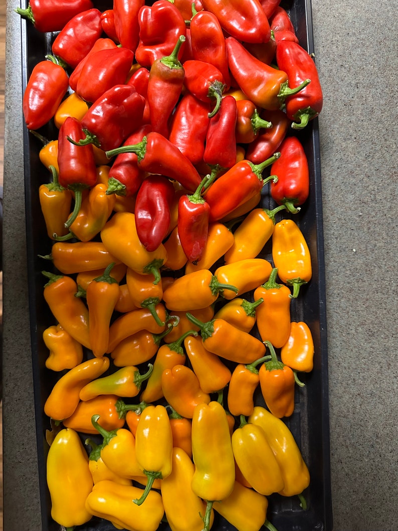 Peppers-mini Snack Pepper Mix Seeds - Etsy