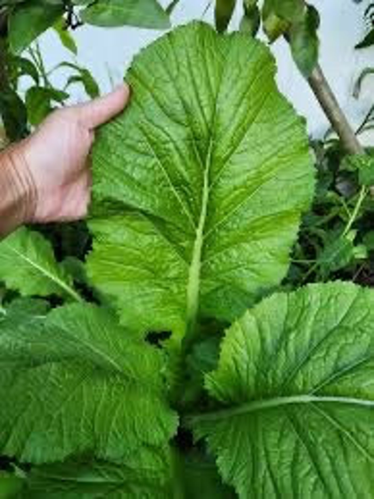 Mustard Florida Broadleaf Seed - Etsy