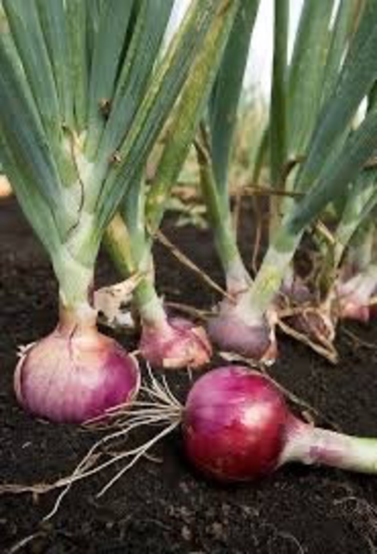 Onion Red Grano Seeds - Etsy