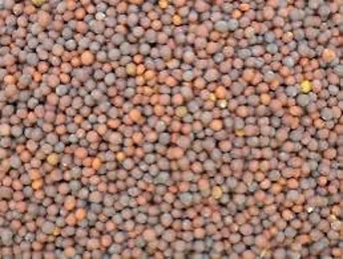 Mustard Florida Broadleaf Seed - Etsy