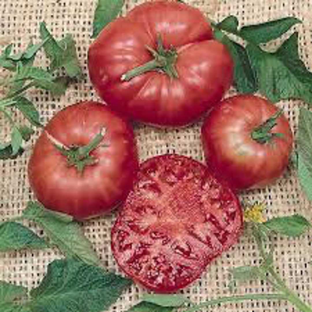 Tomato -brandywine Pink Seeds - Etsy