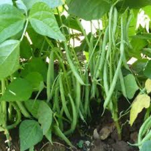 Beans Bush Strike Seeds - Etsy