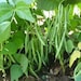 Beans Bush Strike Seeds - Etsy