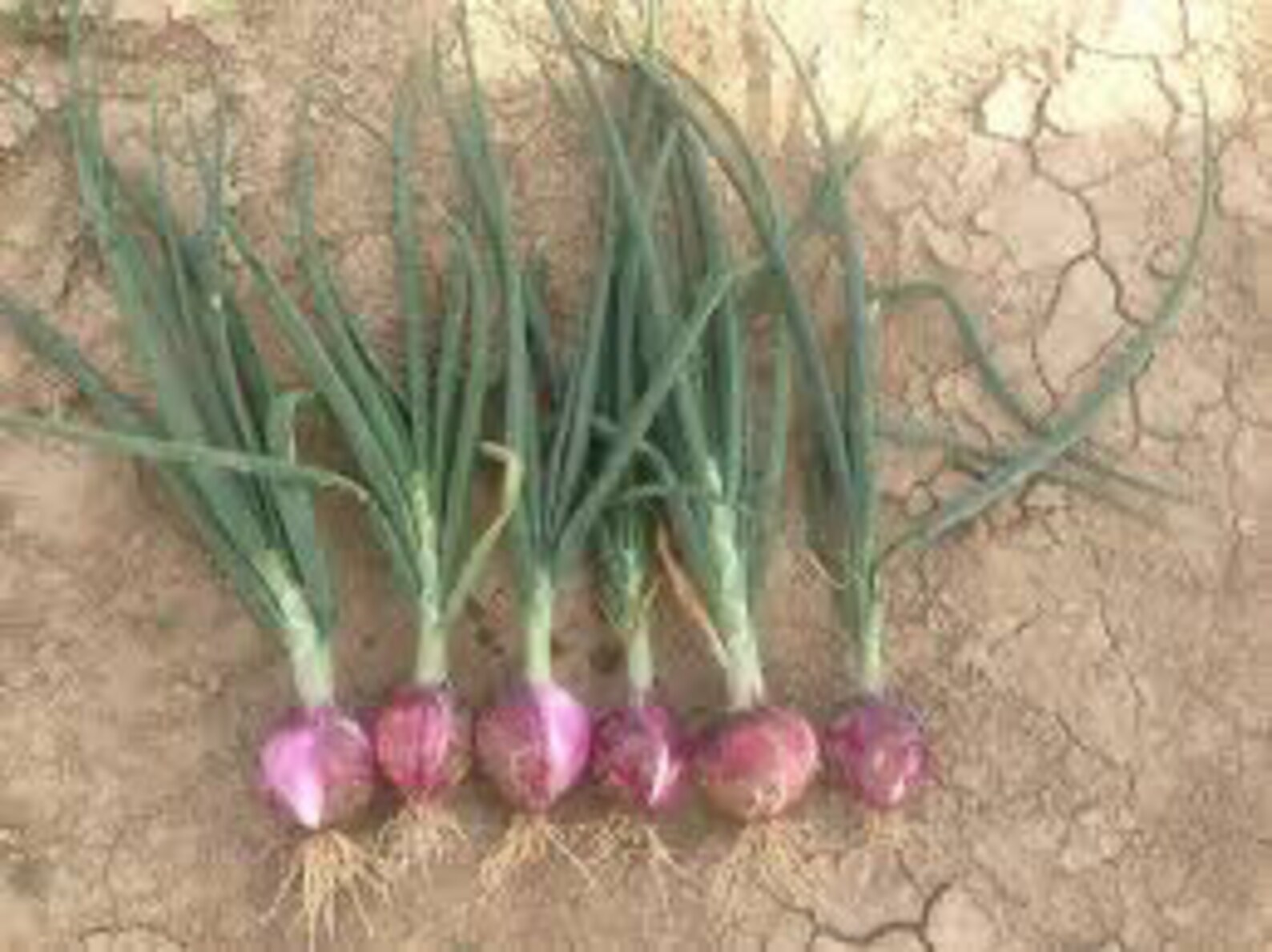 Onion Red Grano Seeds - Etsy