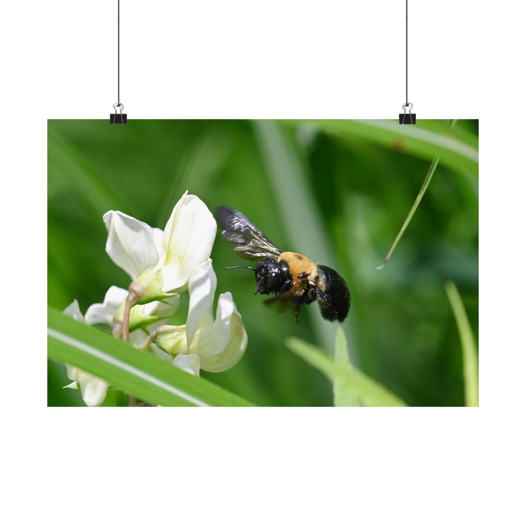 Bumble Bee in Flight Matte Horizontal Posters - Etsy