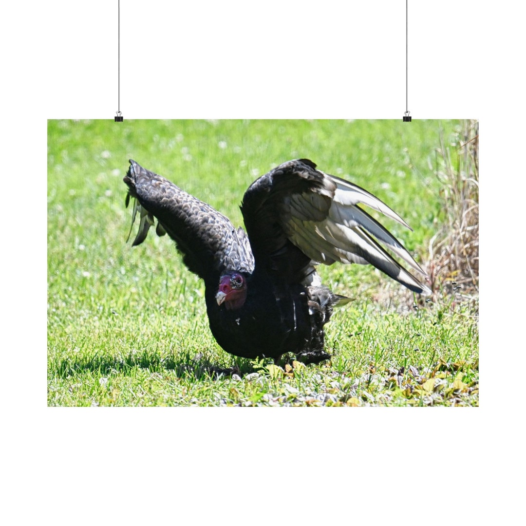 Turkey Buzzard Matte Horizontal Posters - Etsy