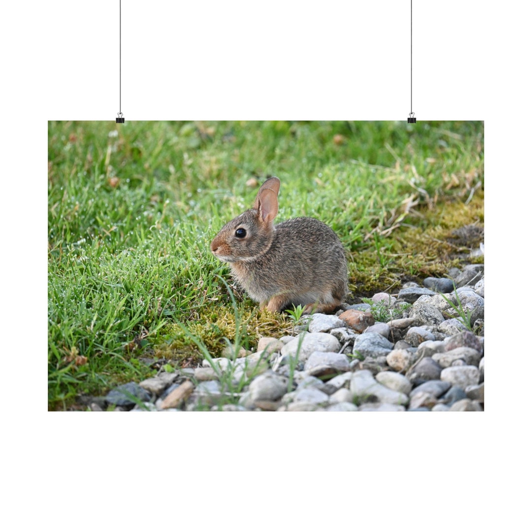 Young Cottontail Rabbit Matte Horizontal Posters - Etsy