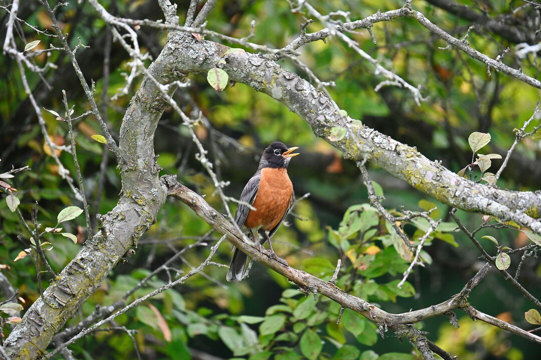 Red Robin Photo Digital Download - Etsy