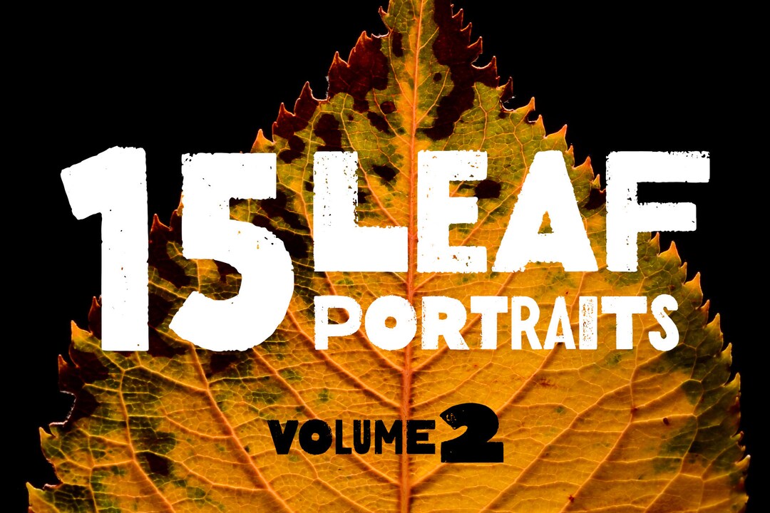 Vol. 2, 15 Fall Leaf Portraits on Black — Autumn Leaves, Fall Color ...