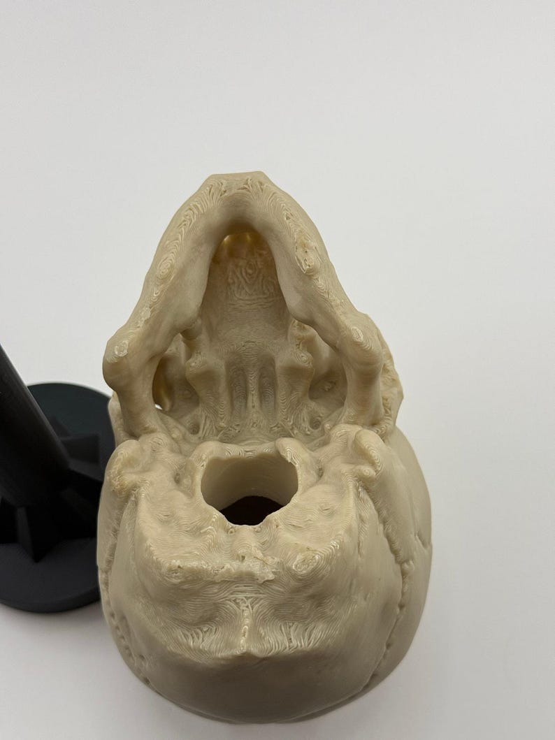Human Skull (small) Replica on Stand - Etsy