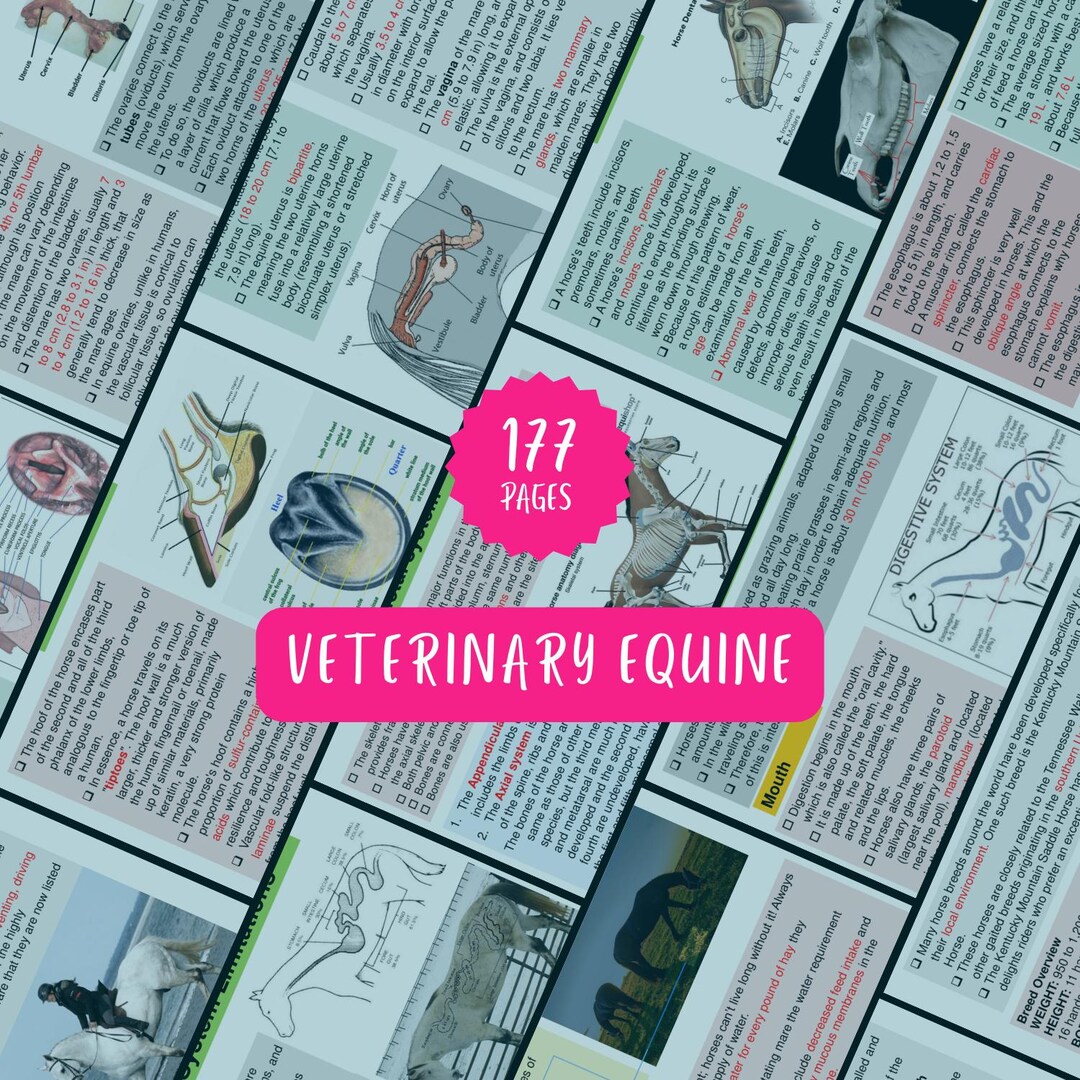 Veterinary Equine Notes Nurse Study Guide Vet Nursing Notes Veterinary ...