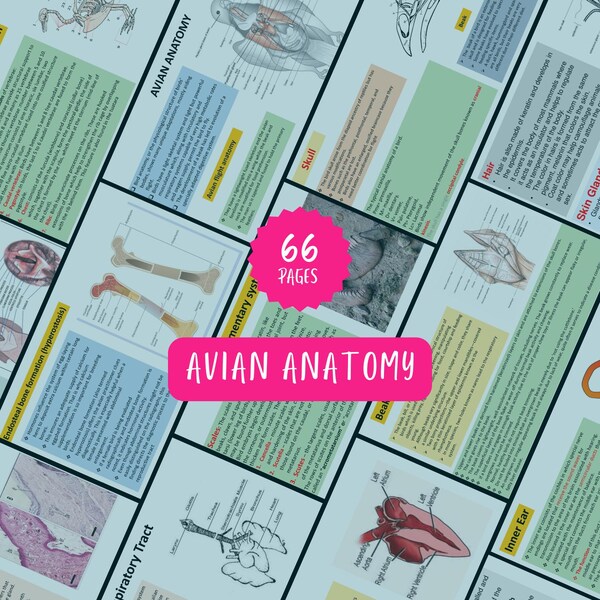 Vet Tech Anatomy Notes - Etsy