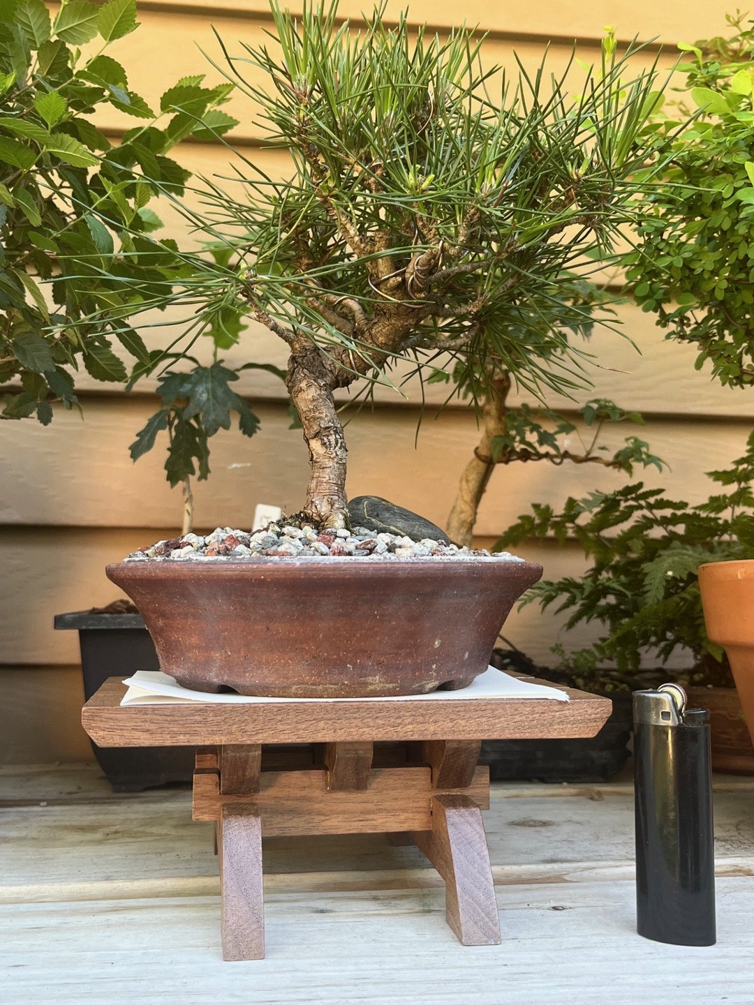 Bonsai Display Stand Walnut - Etsy