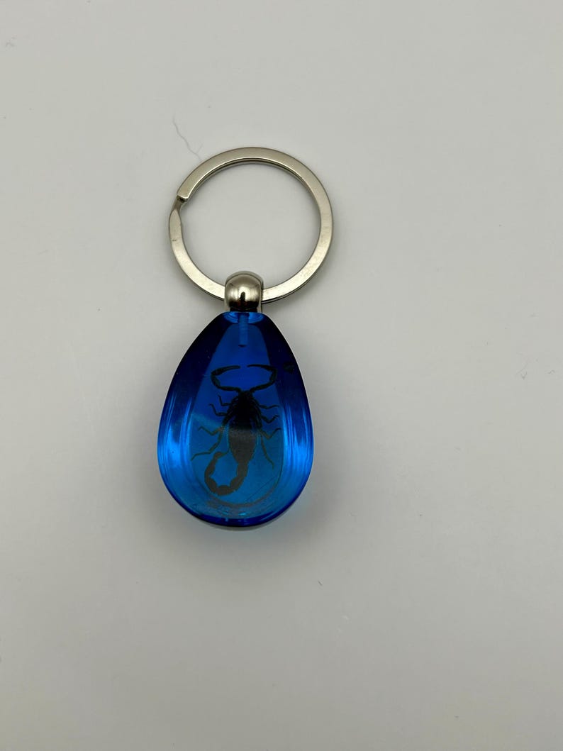 Real Scorpion Keychain Blue Background - Etsy