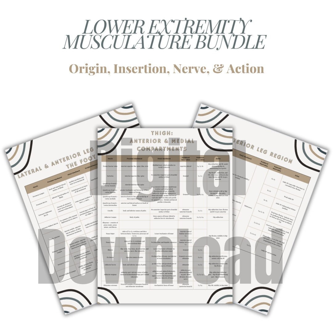 Anatomy Muscles Cheat Sheet PT School Lower Extremity Action, Origin ...