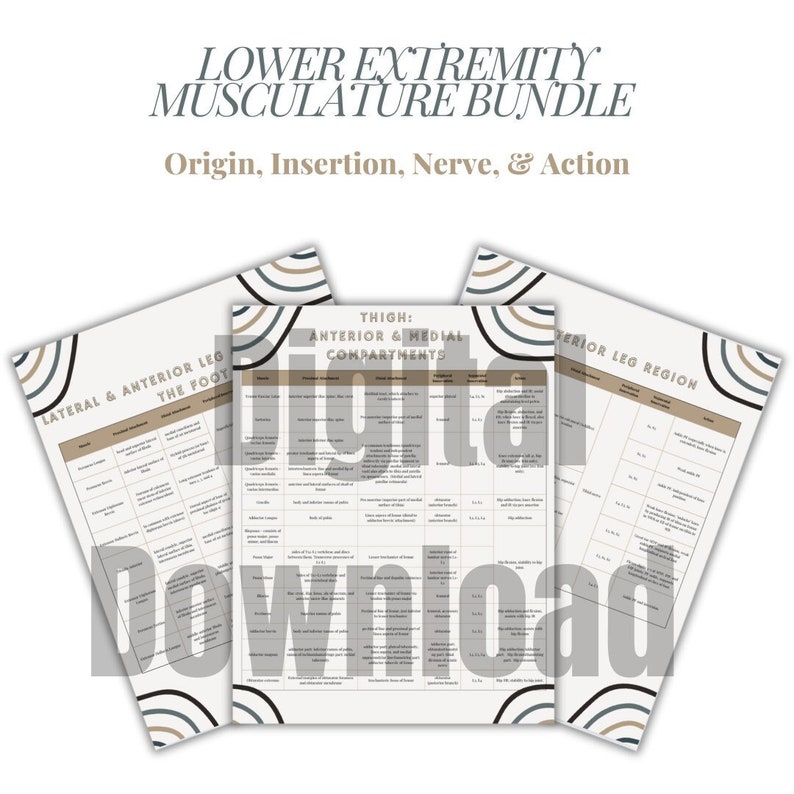 Anatomy Muscles Cheat Sheet PT School Lower Extremity Action, Origin ...