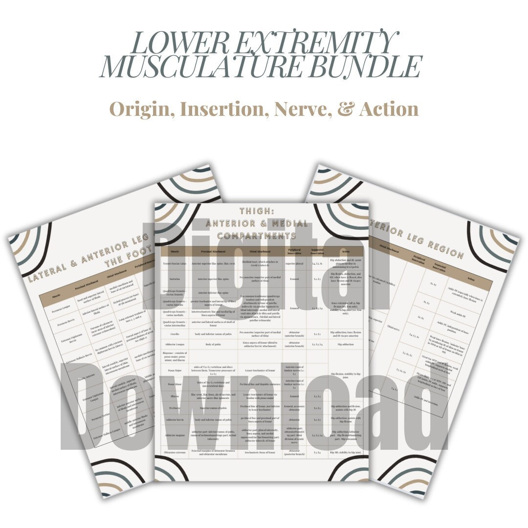 Anatomy Muscles Cheat Sheet PT School Lower Extremity Action, Origin ...
