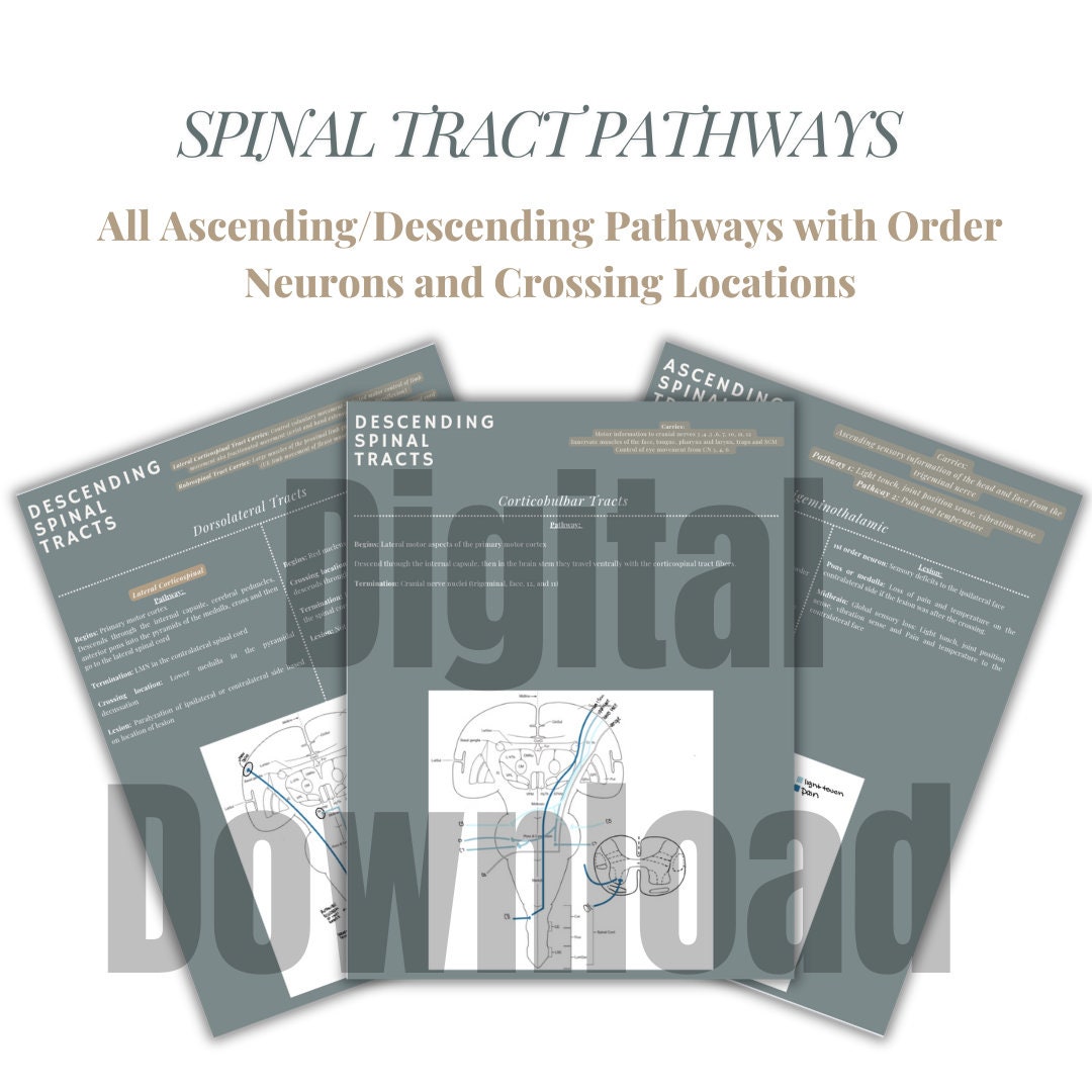 Spinal Tract Pathways PT School Ascending/descending Tracts Order ...